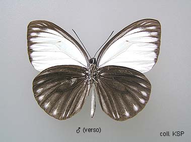 Papua Insects Foundation (Lepidoptera/Pieridae/Pierinae(Pareronia chinki)